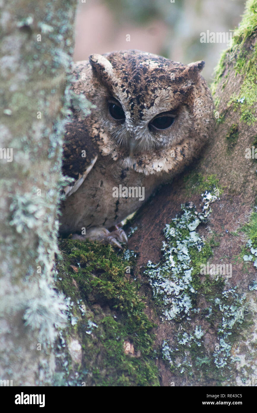 Indian scops owl hi-res stock photography and images - Alamy
