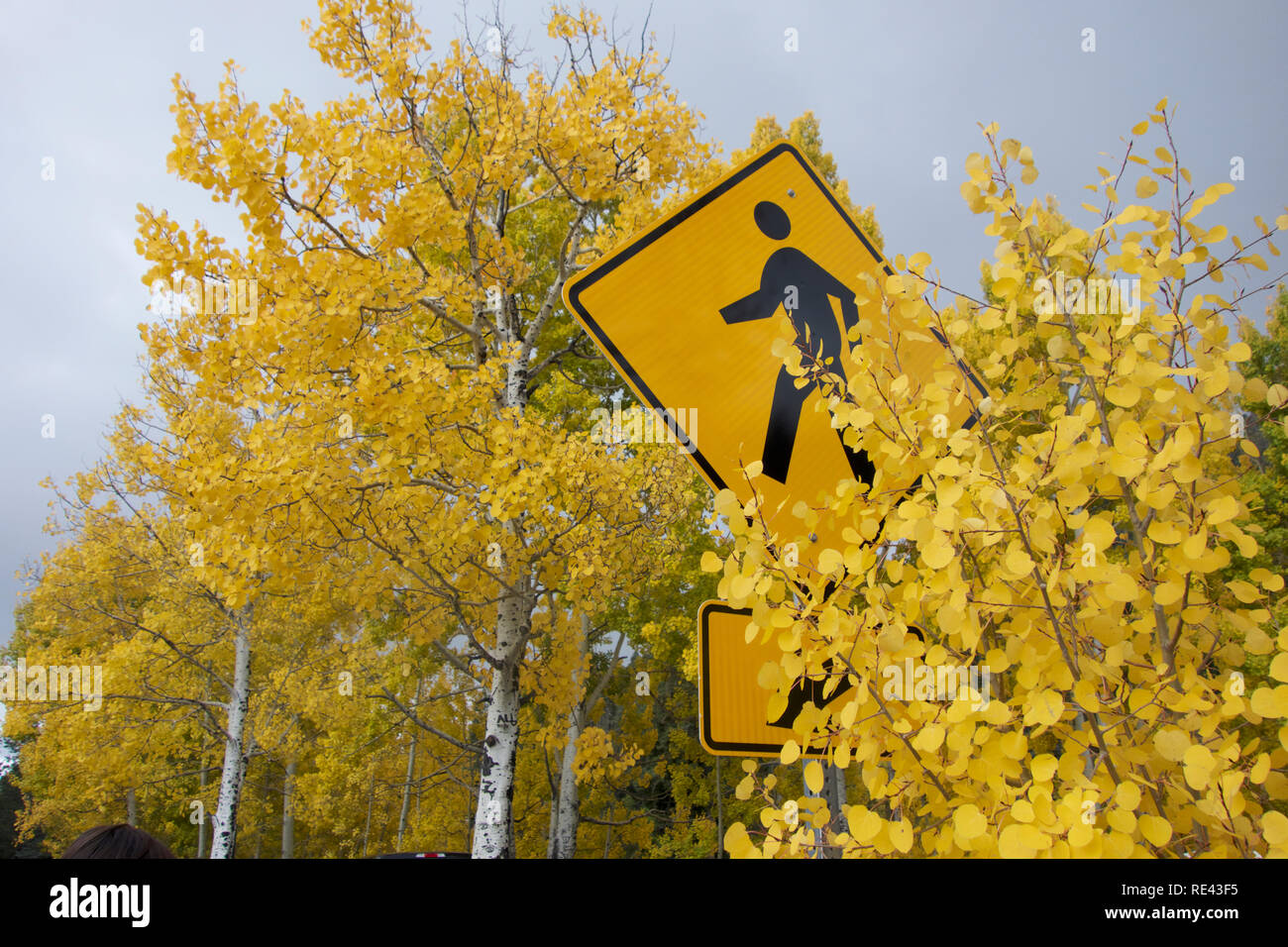 Crosswalk sign with fall foliage Stock Photo - Alamy
