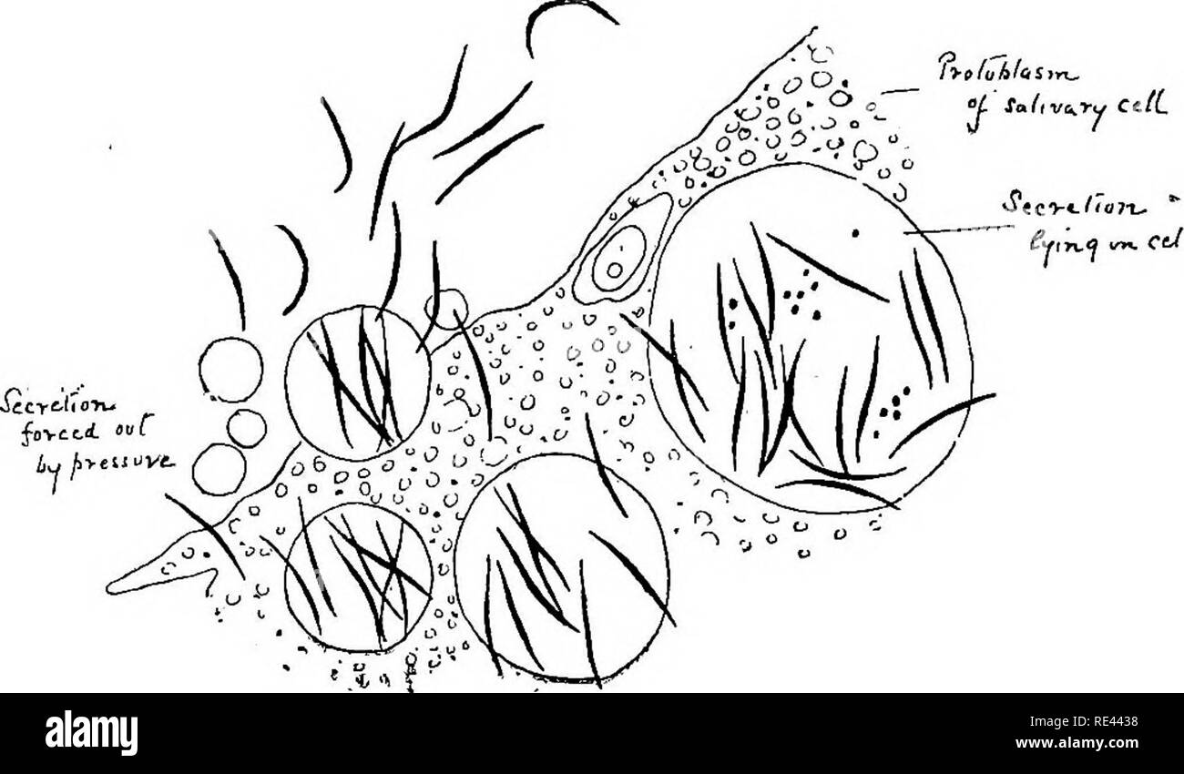 Secretory cell Black and White Stock Photos & Images - Alamy