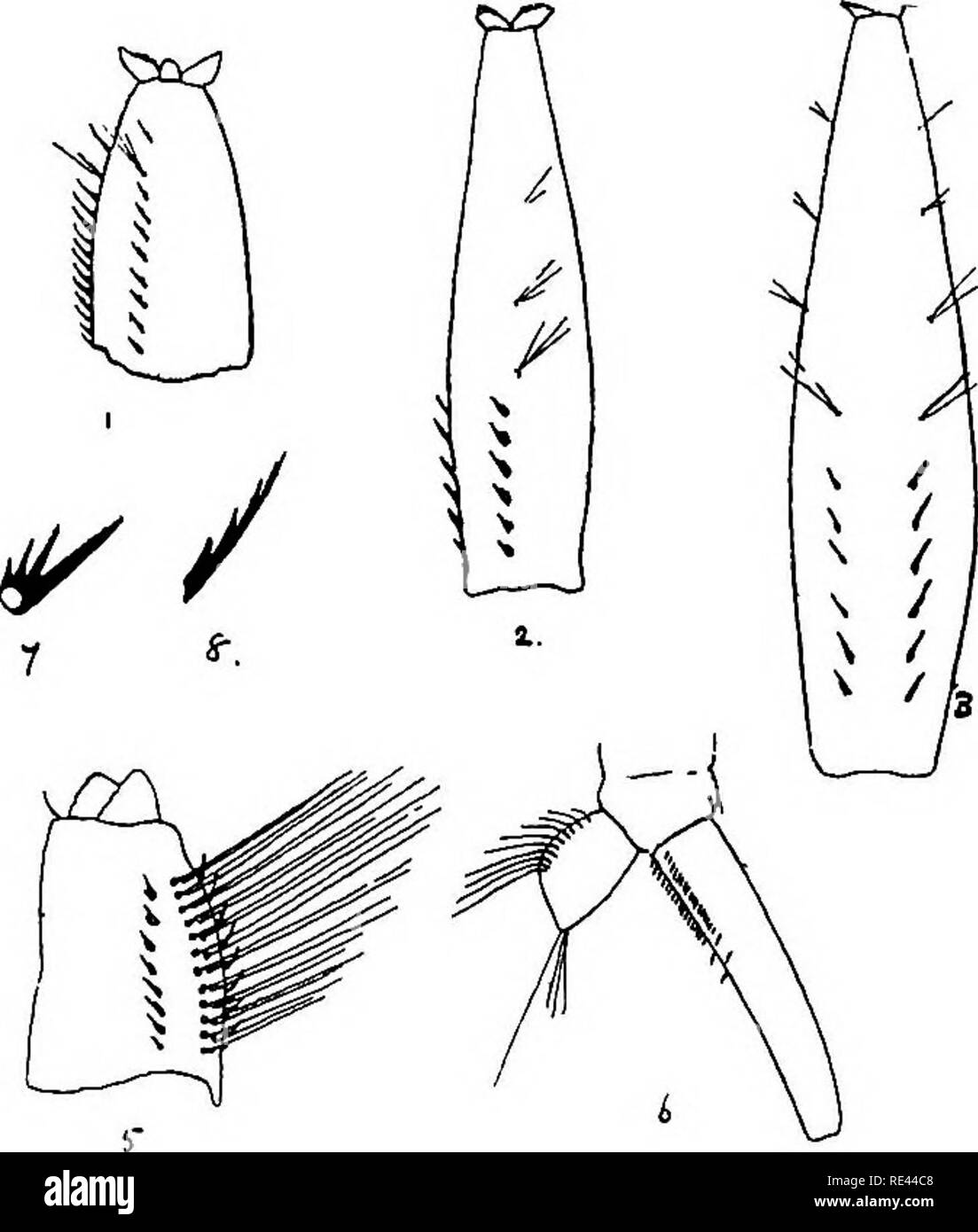 Syphon syphons hi-res stock photography and images - Alamy