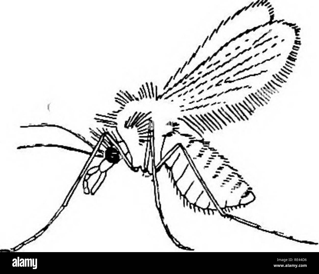 Midge fly larva hi-res stock photography and images - Alamy