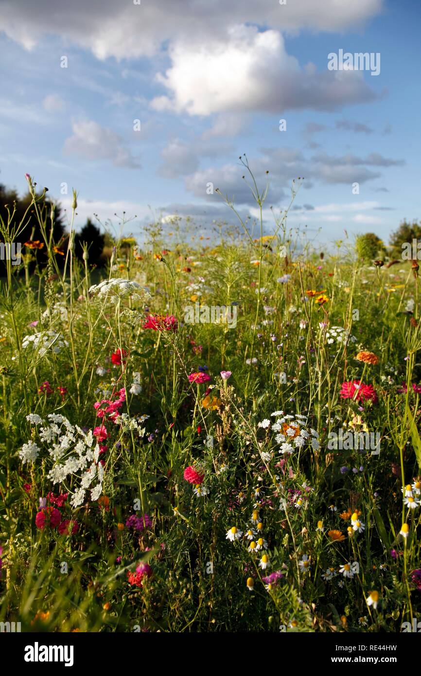 Meadow with many wild flowers in full bloom Stock Photo - Alamy