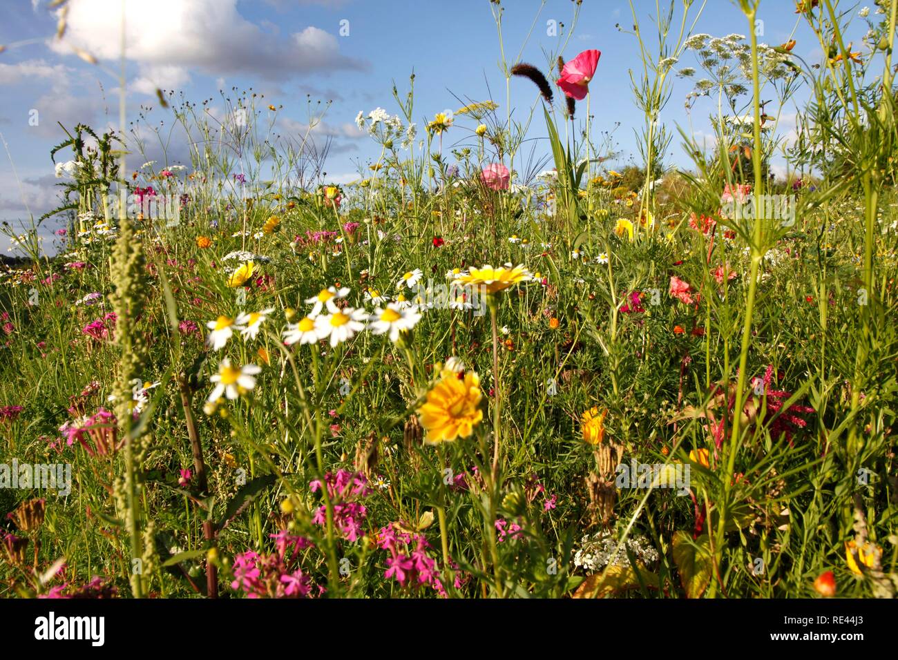 Flowers that bloom in the daytime hi-res stock photography and images ...