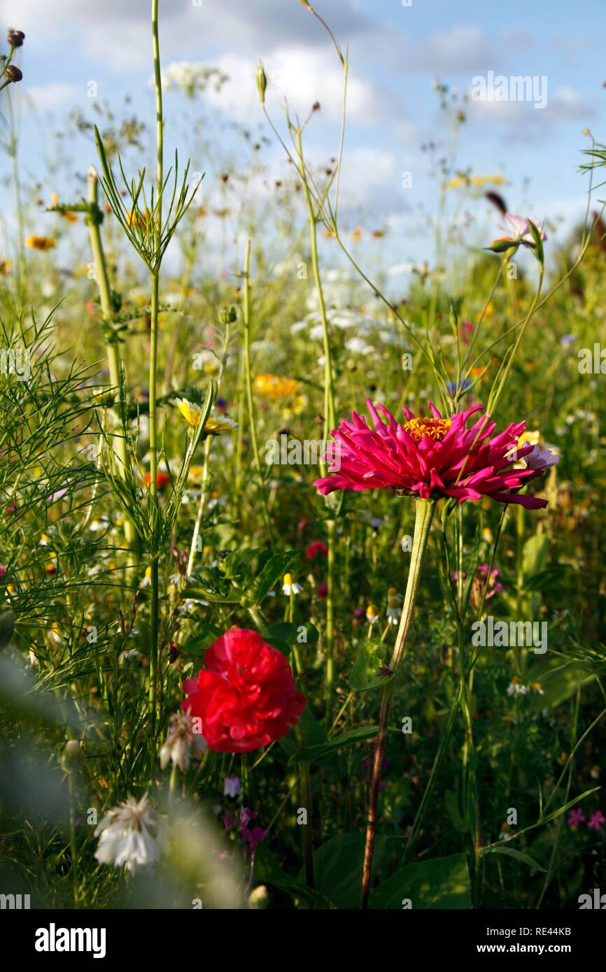 Wild plants in bloom hi-res stock photography and images - Alamy