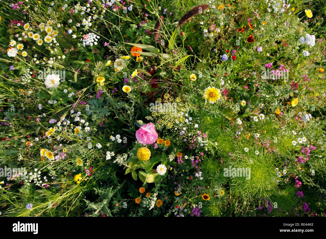 Picture in wild flowers hi-res stock photography and images - Alamy