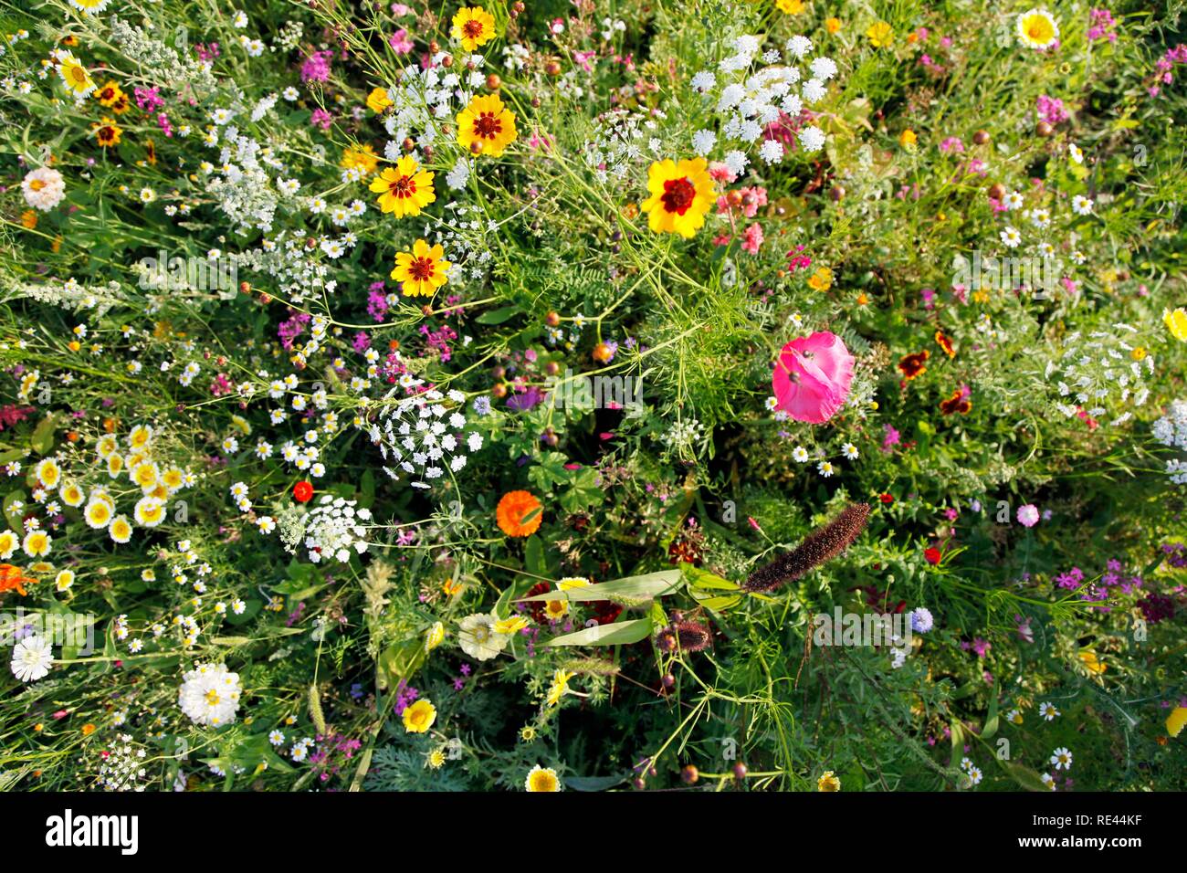 Meadow with many wild flowers in full bloom Stock Photo - Alamy
