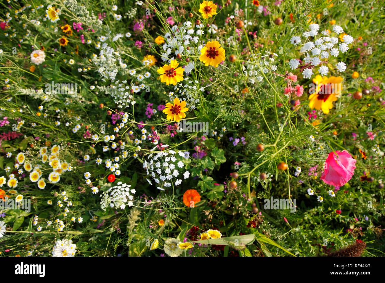Various views of flower in different time of day hi-res stock ...