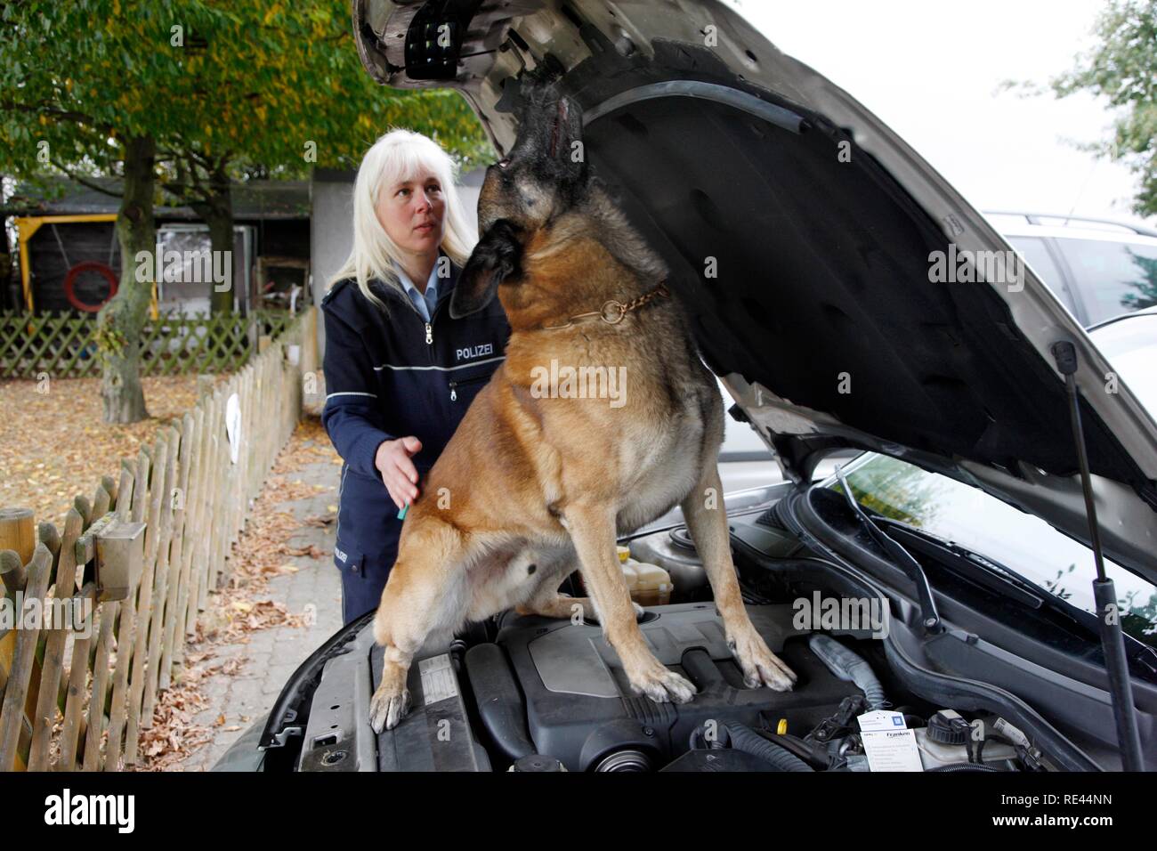 Police sniffer dog getting trained, searching for drugs in a vehicle ...