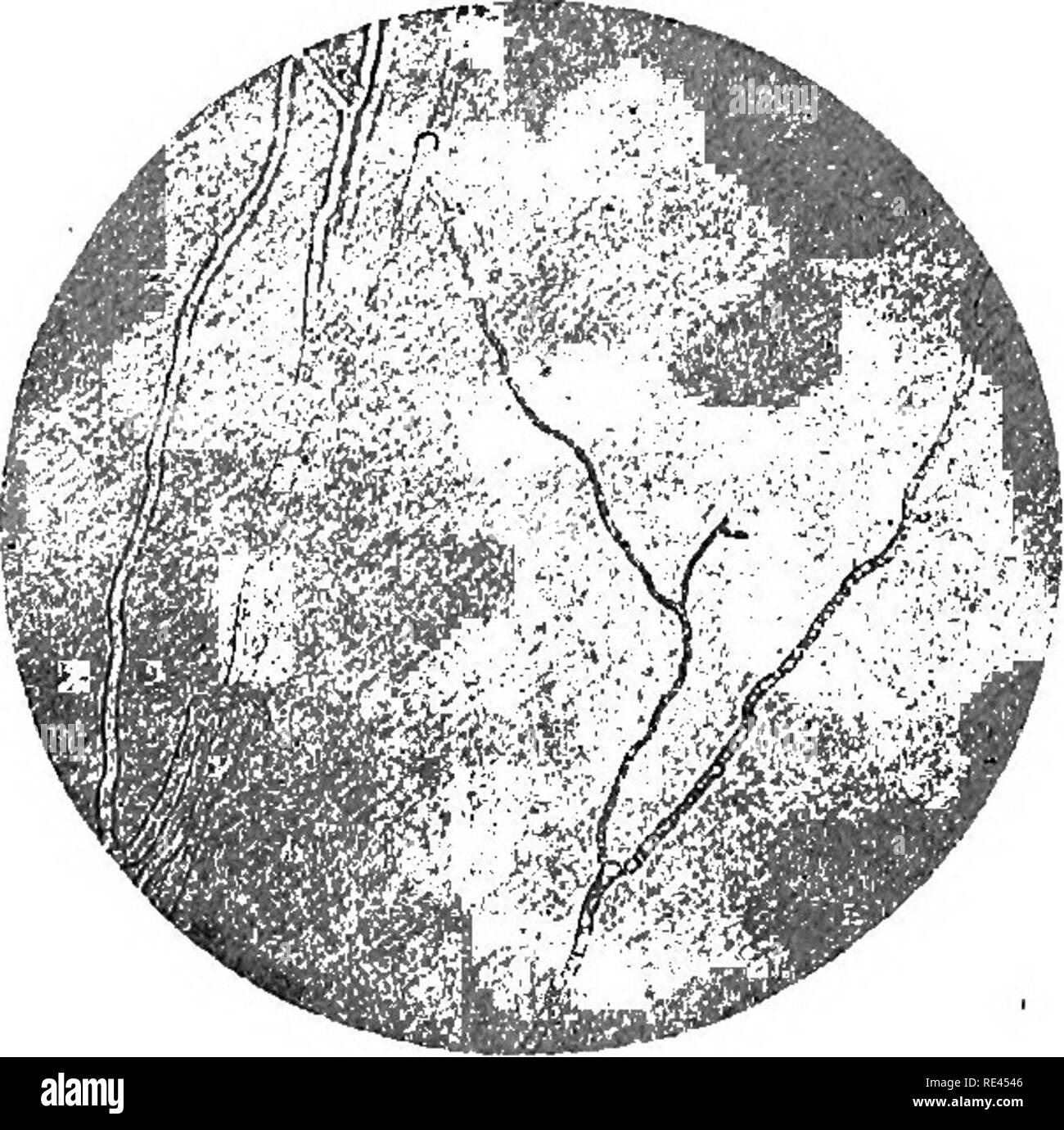 . A text-book upon the pathogenic Bacteria and Protozoa for students of ...