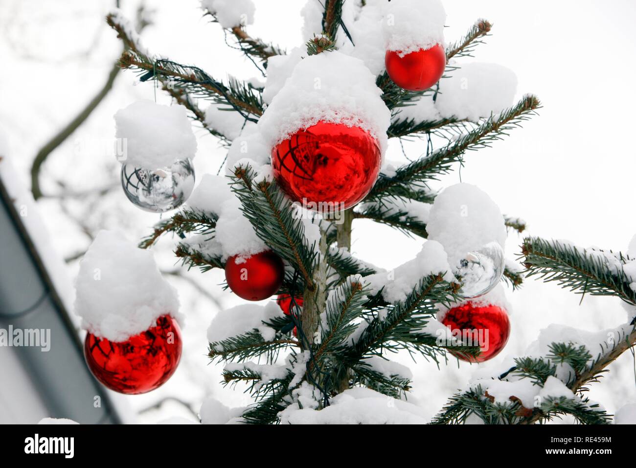 Snow-covered Christmas tree with red balls Stock Photo - Alamy