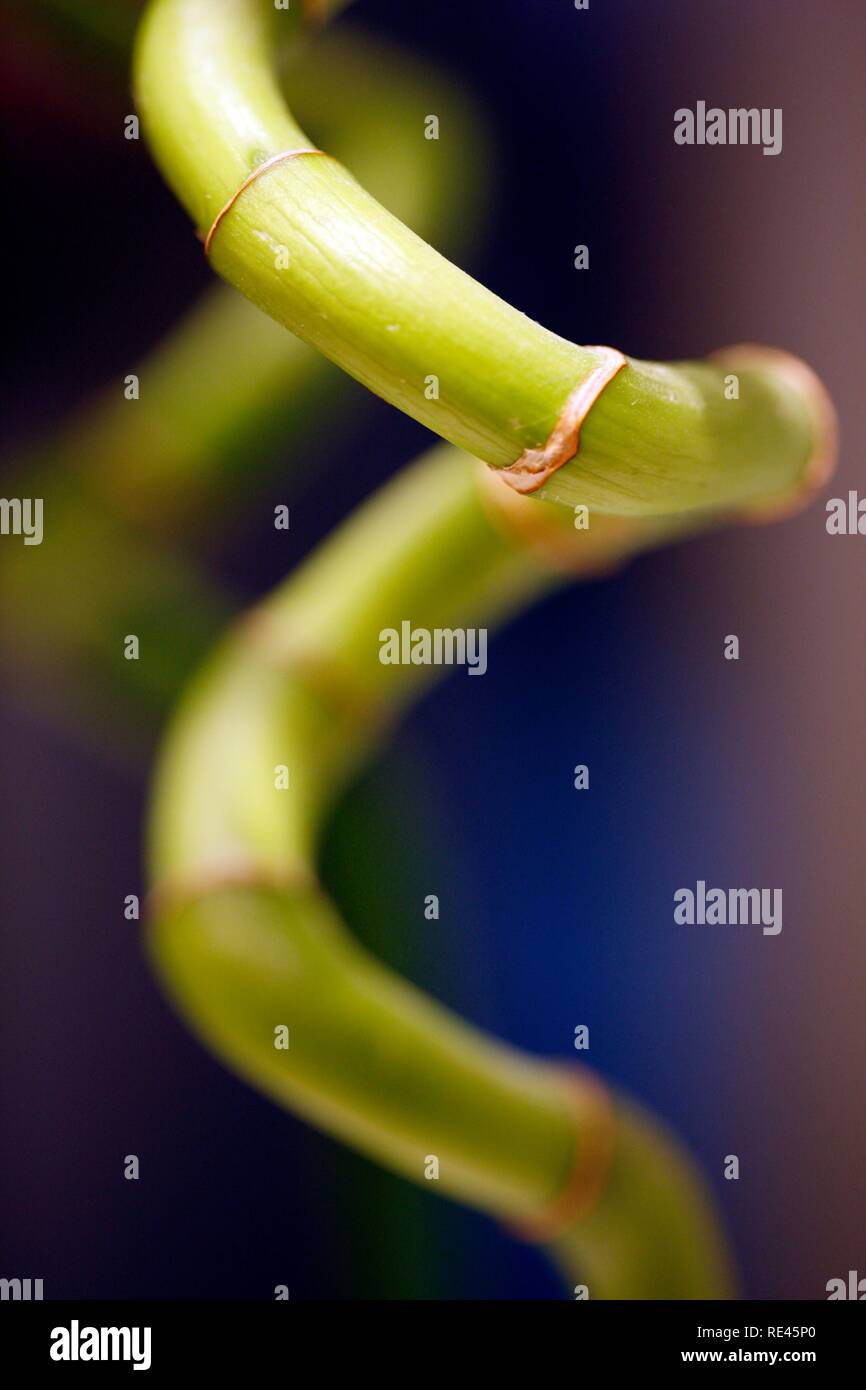 Spiral-shaped decorative bamboo, houseplant Stock Photo - Alamy