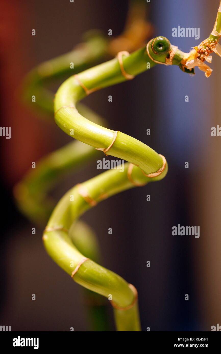 Spiral-shaped decorative bamboo, houseplant Stock Photo - Alamy