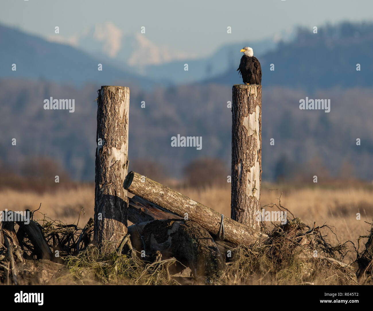 Bald Eagle in Canada Stock Photo - Alamy