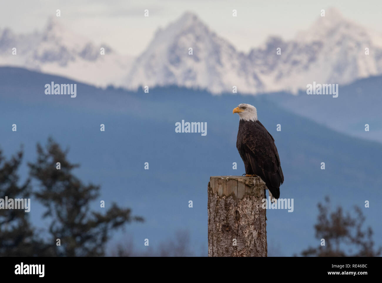 Bald Eagle in Canada Stock Photo - Alamy