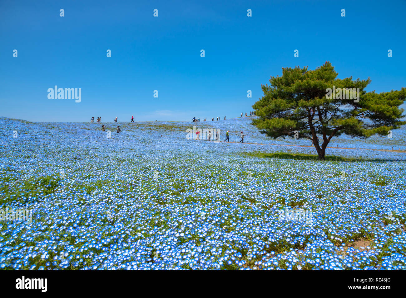 Mountain, Tree and Nemophila (baby blue eyes flowers) field, blue ...