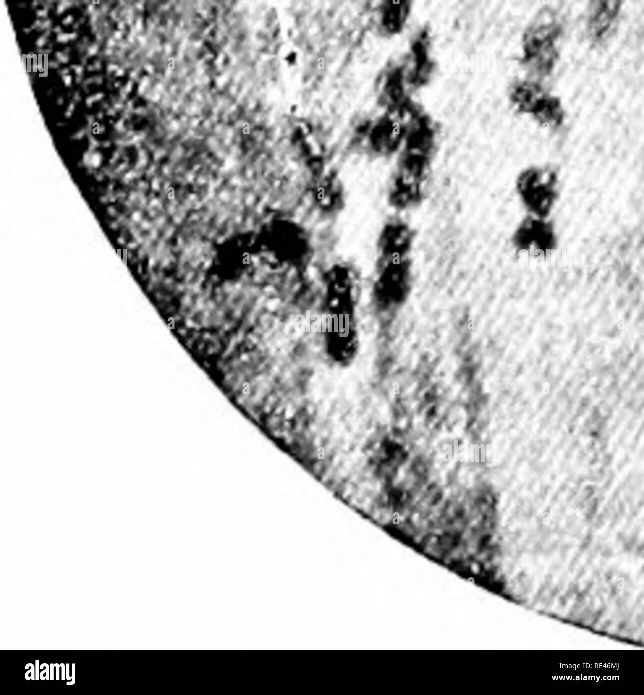 Caruncle Black and White Stock Photos & Images - Alamy