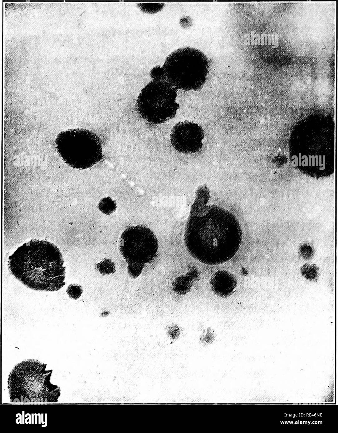 Agab Black and White Stock Photos & Images - Alamy