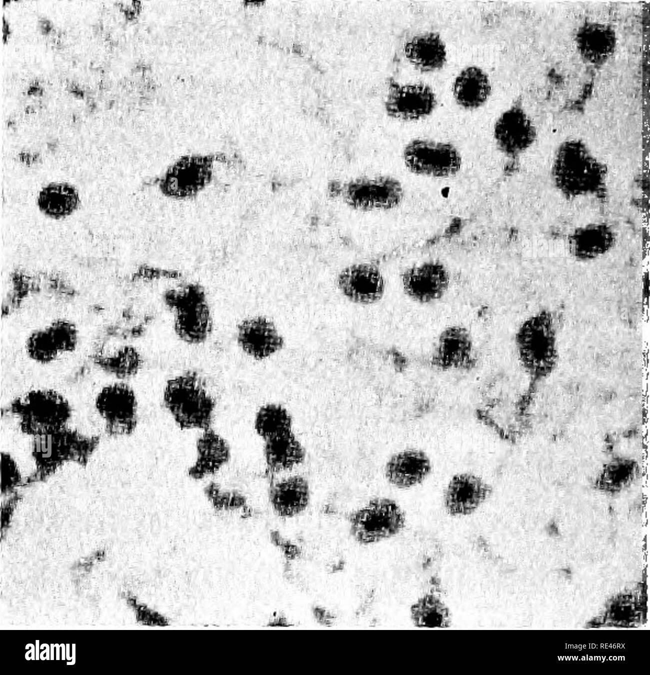 Serum in capsules Black and White Stock Photos & Images - Alamy