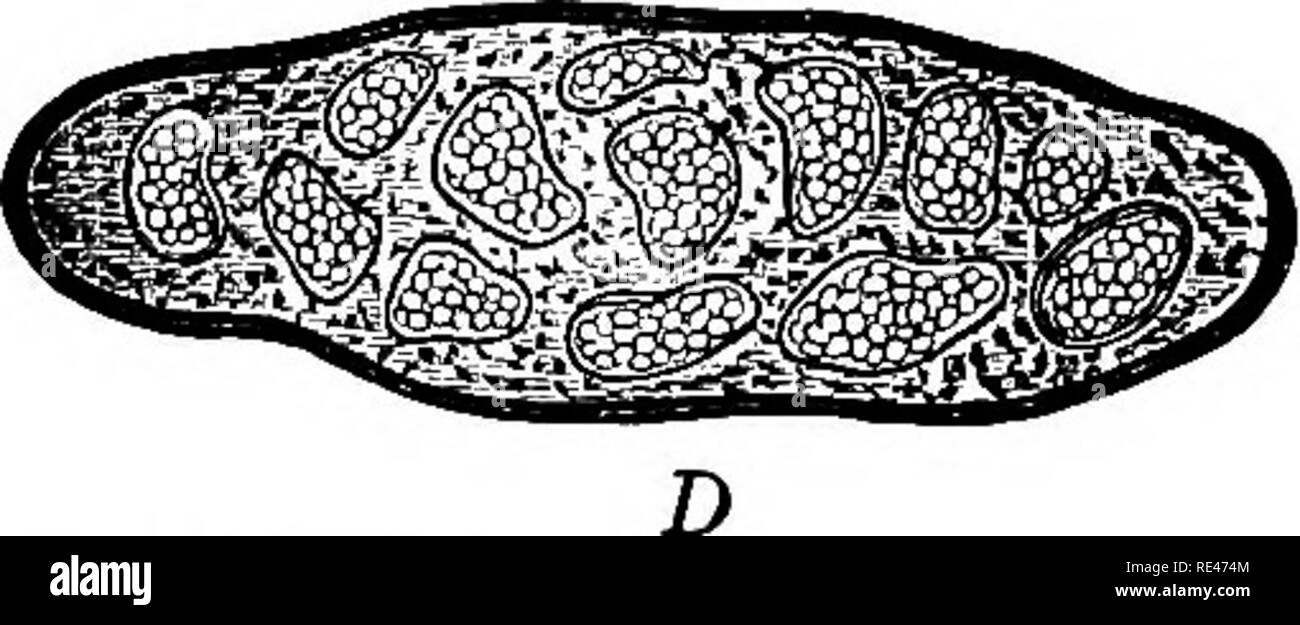 Scolex tenia hi-res stock photography and images - Alamy