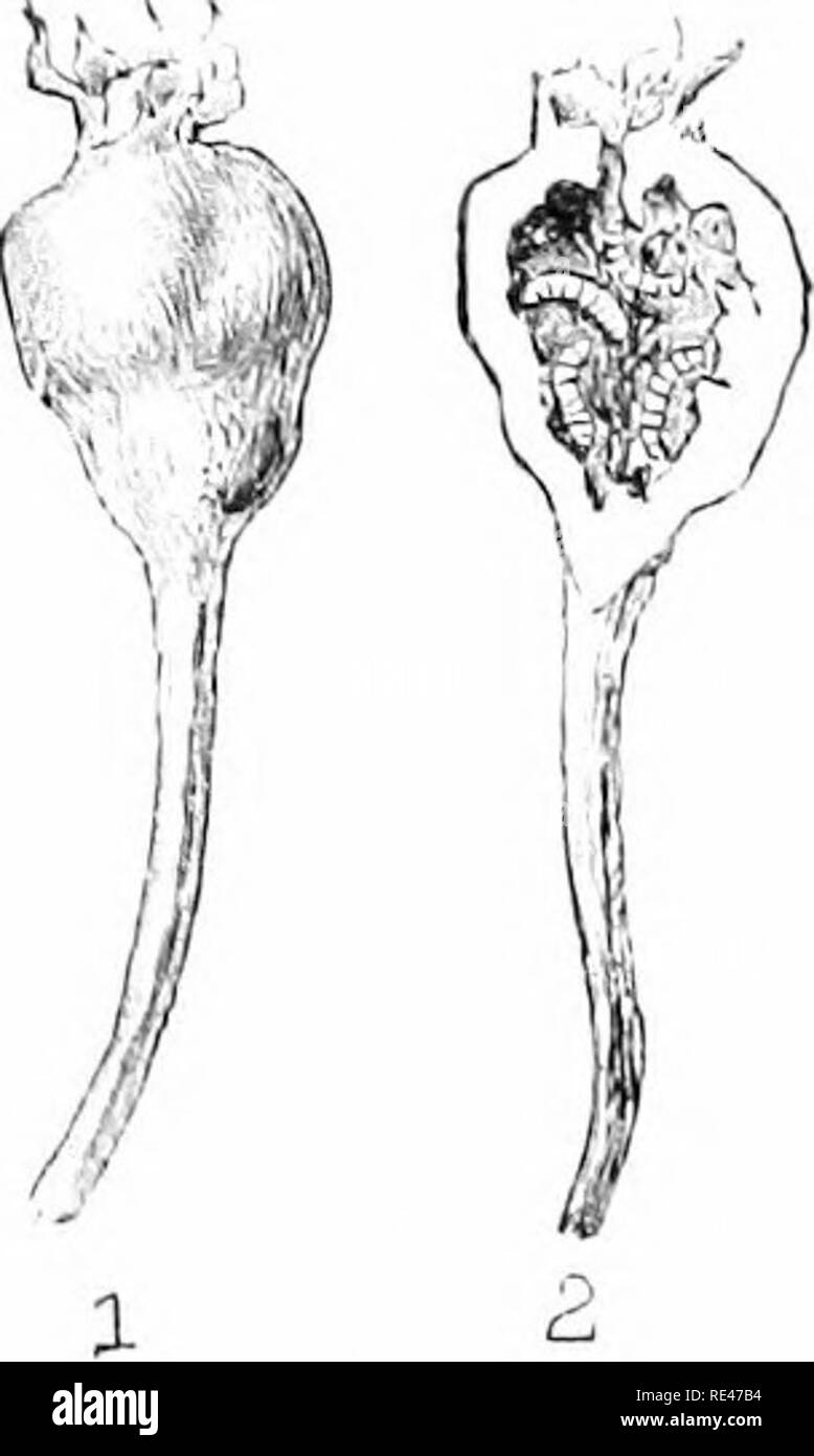 Pear midge hi-res stock photography and images - Alamy