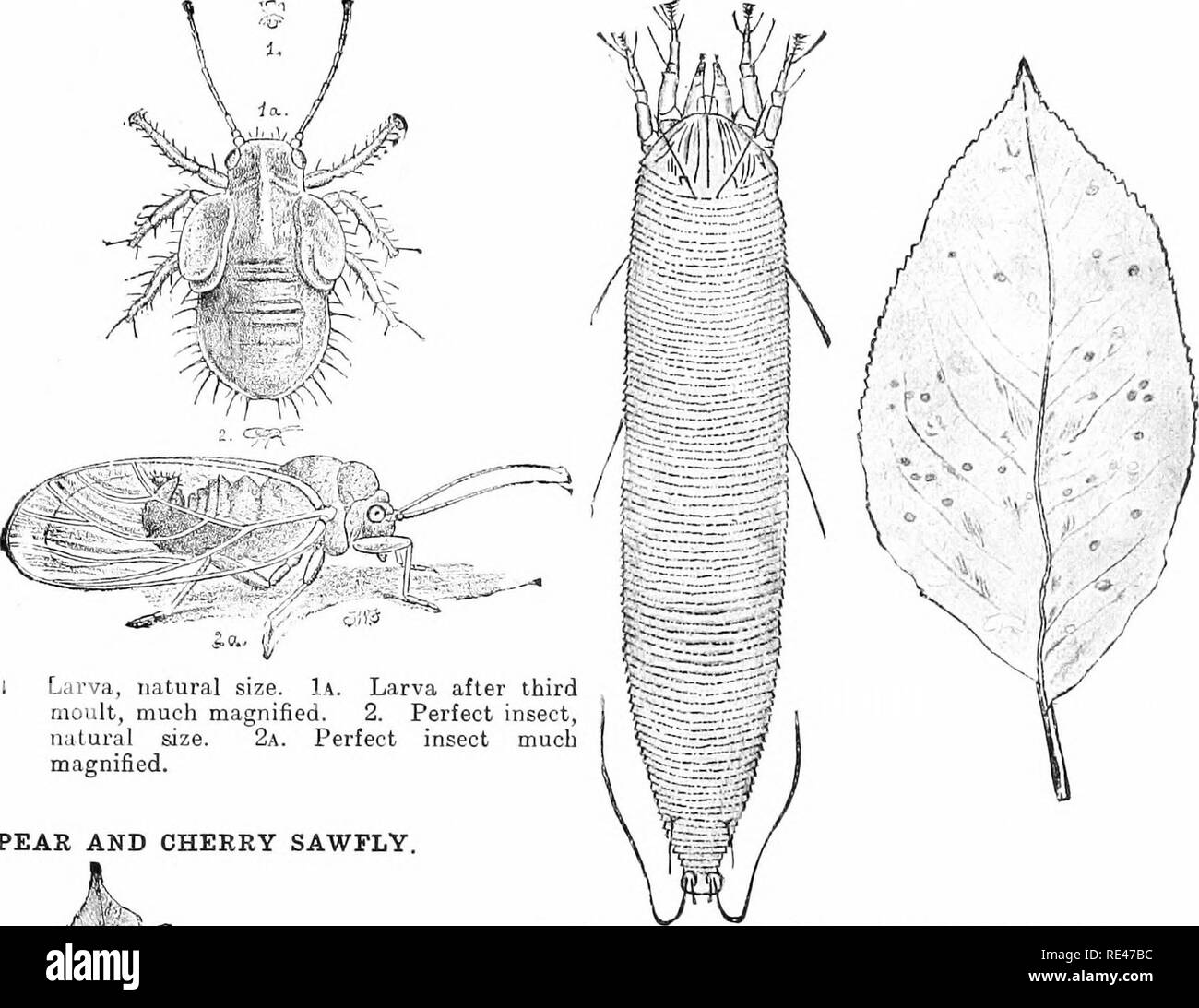 Pear blister mite Black and White Stock Photos & Images - Alamy