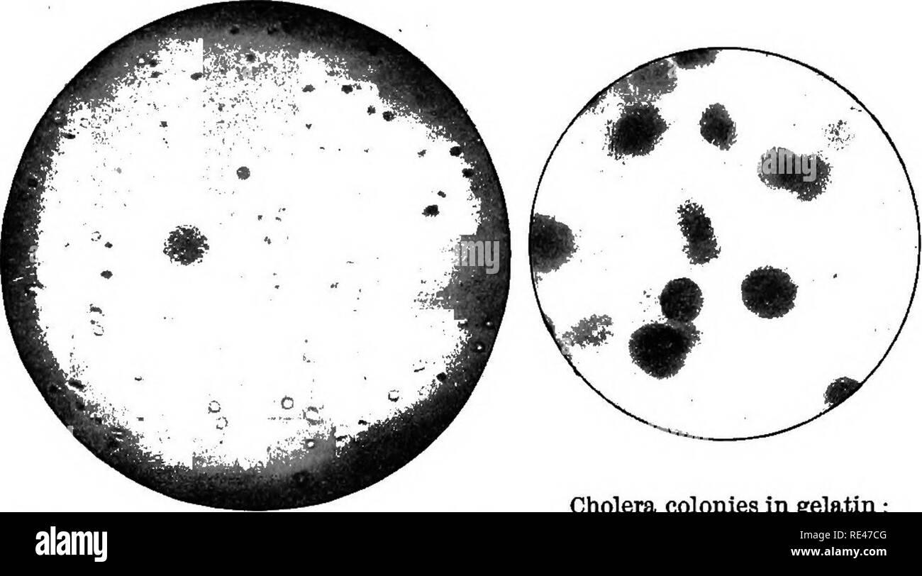 Colonies in asia Black and White Stock Photos & Images - Alamy