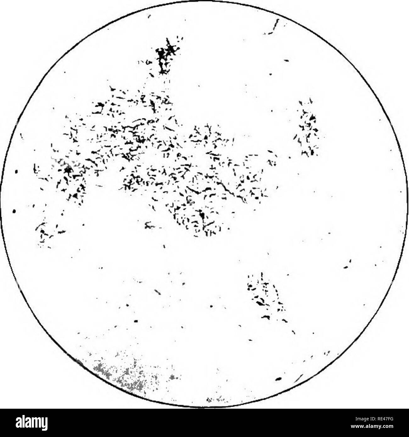 Bacillus typhosus hi-res stock photography and images - Alamy