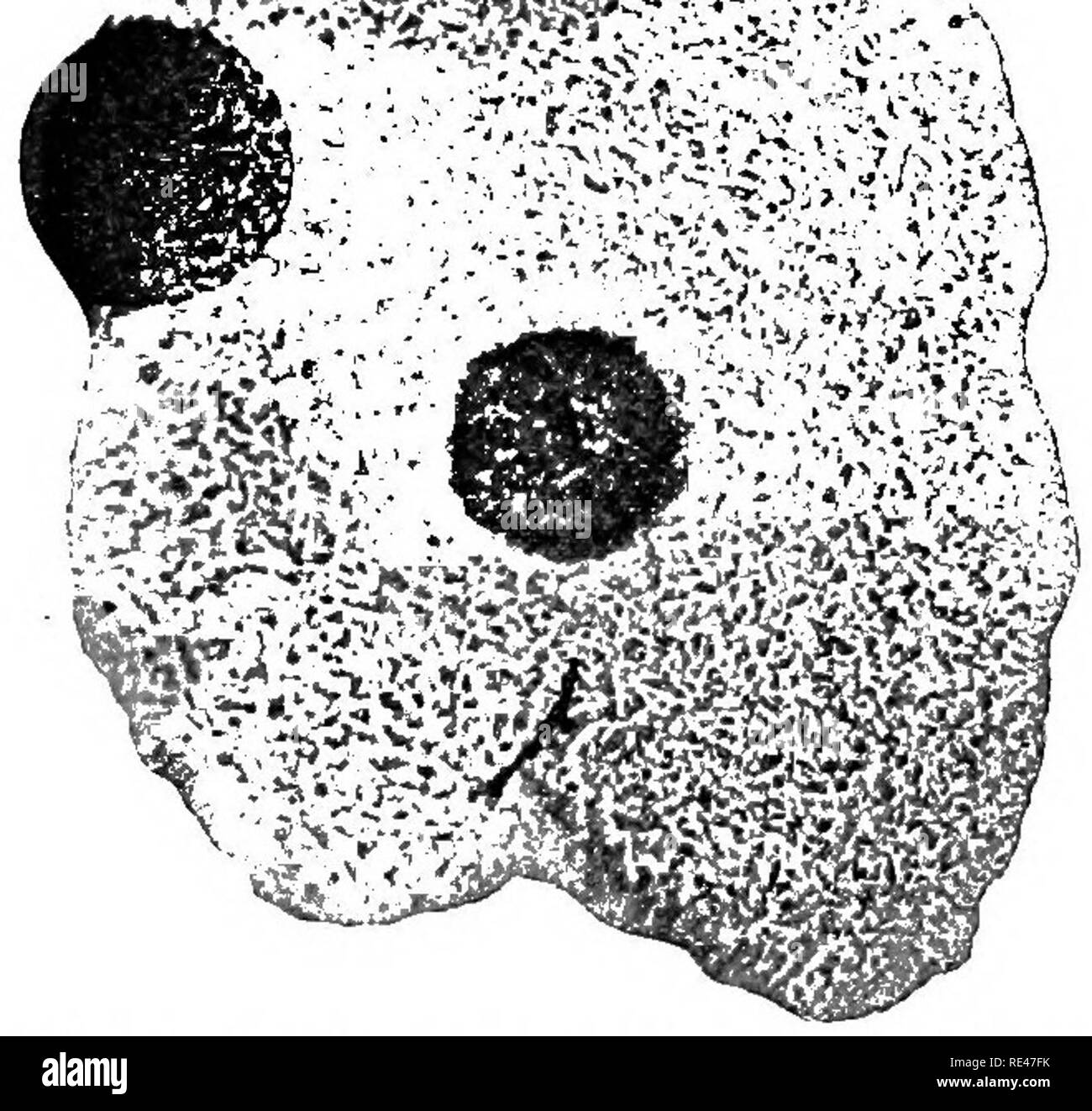 Biological staining Black and White Stock Photos & Images - Alamy