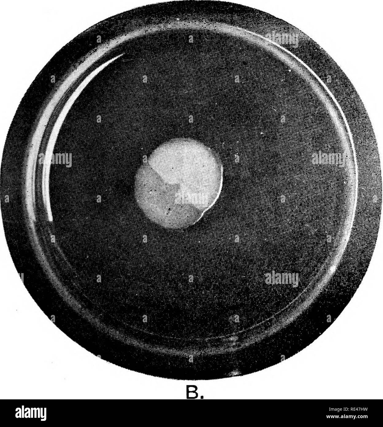 Cultures e coli hi-res stock photography and images - Alamy