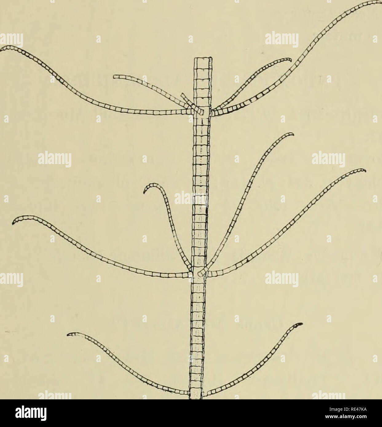 Encrinus Stock Photos & Encrinus Stock Images - Alamy