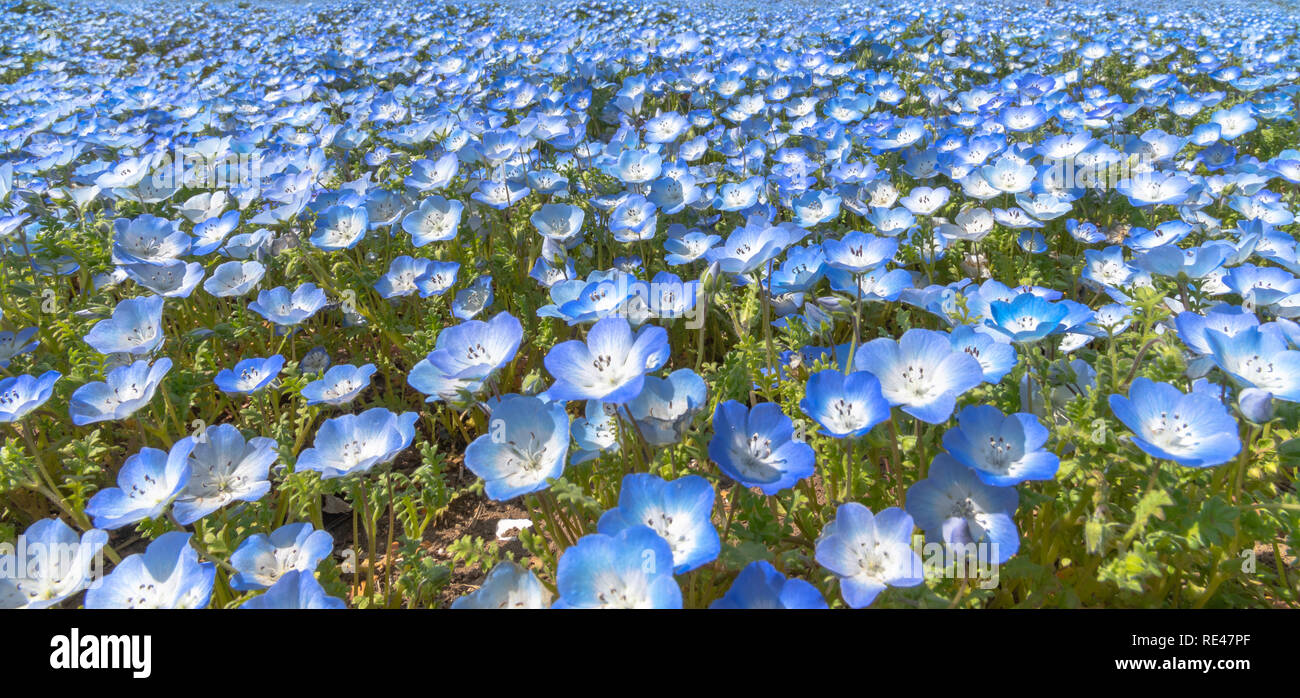 Nemophila (baby blue eyes flowers) flower field, blue flower carpet ...
