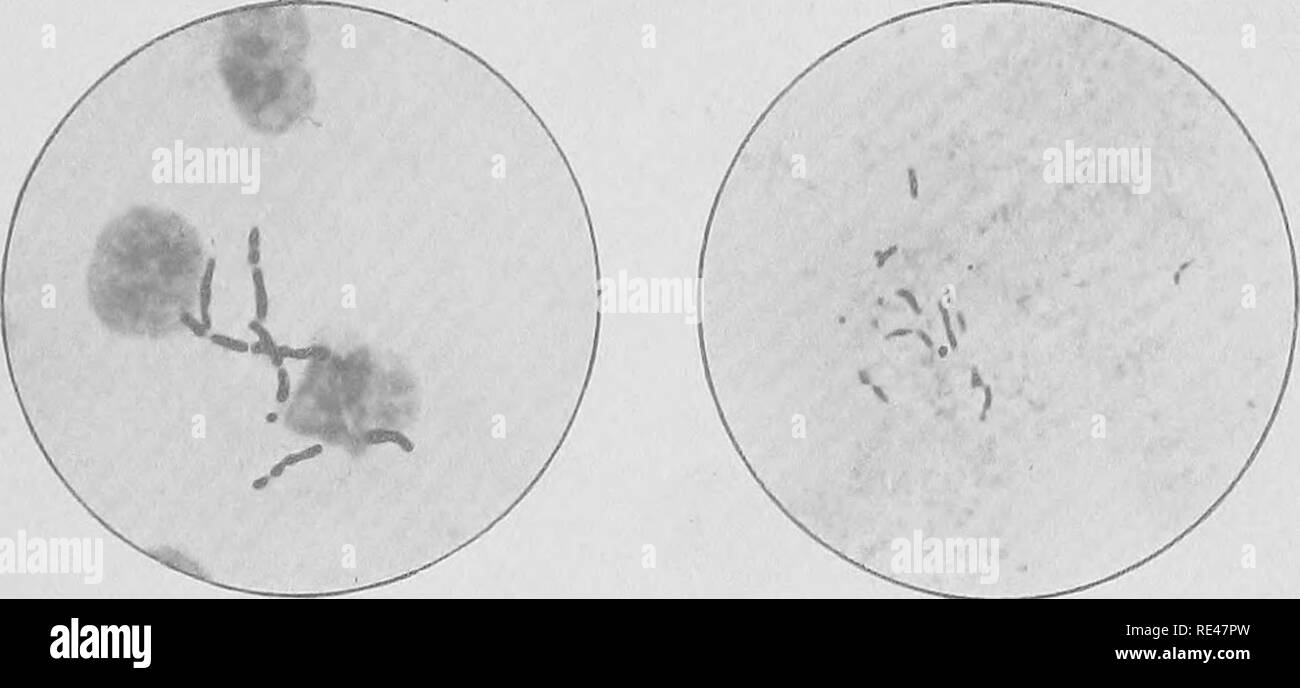 . Bacteriology in medicine and surgery. A practical manual for ...