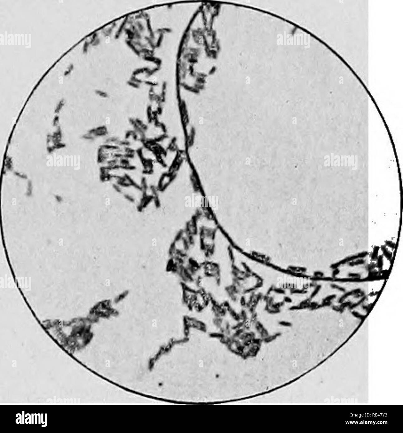 Classification of cocci hi-res stock photography and images - Alamy