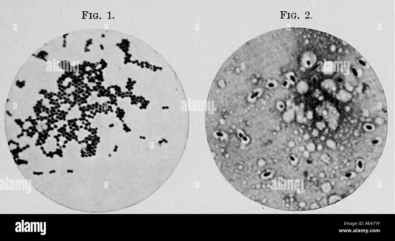. Bacteriology in medicine and surgery. A practical manual for ...