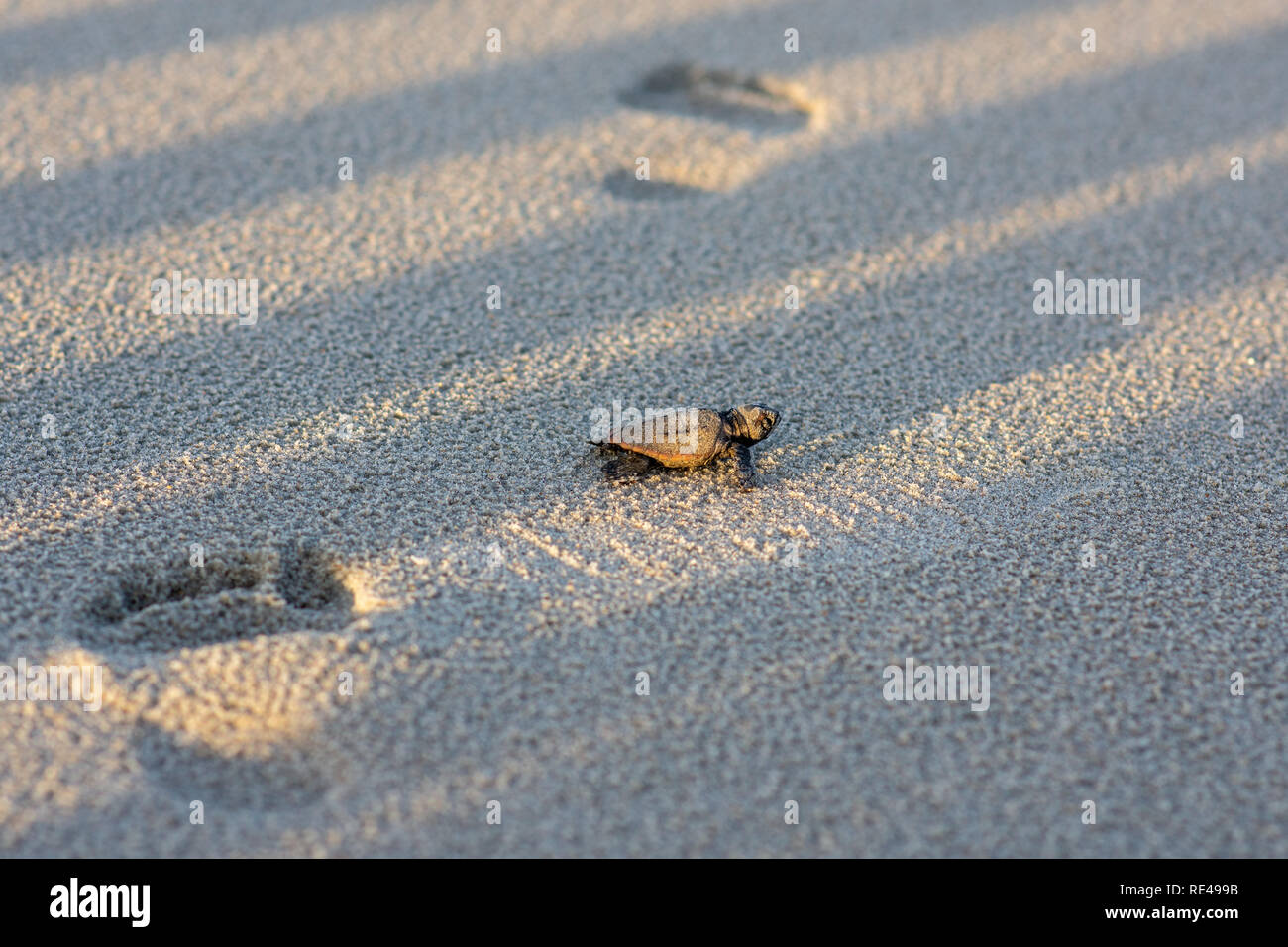 Baby Loggerhead Sea Turtle Stock Photo - Alamy