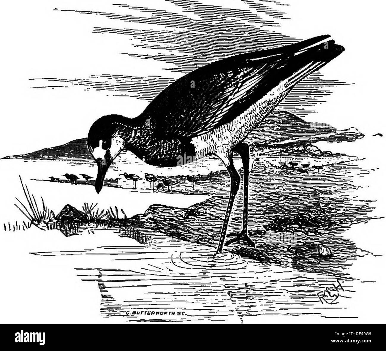 Snipes family hi hi-res stock photography and images - Alamy