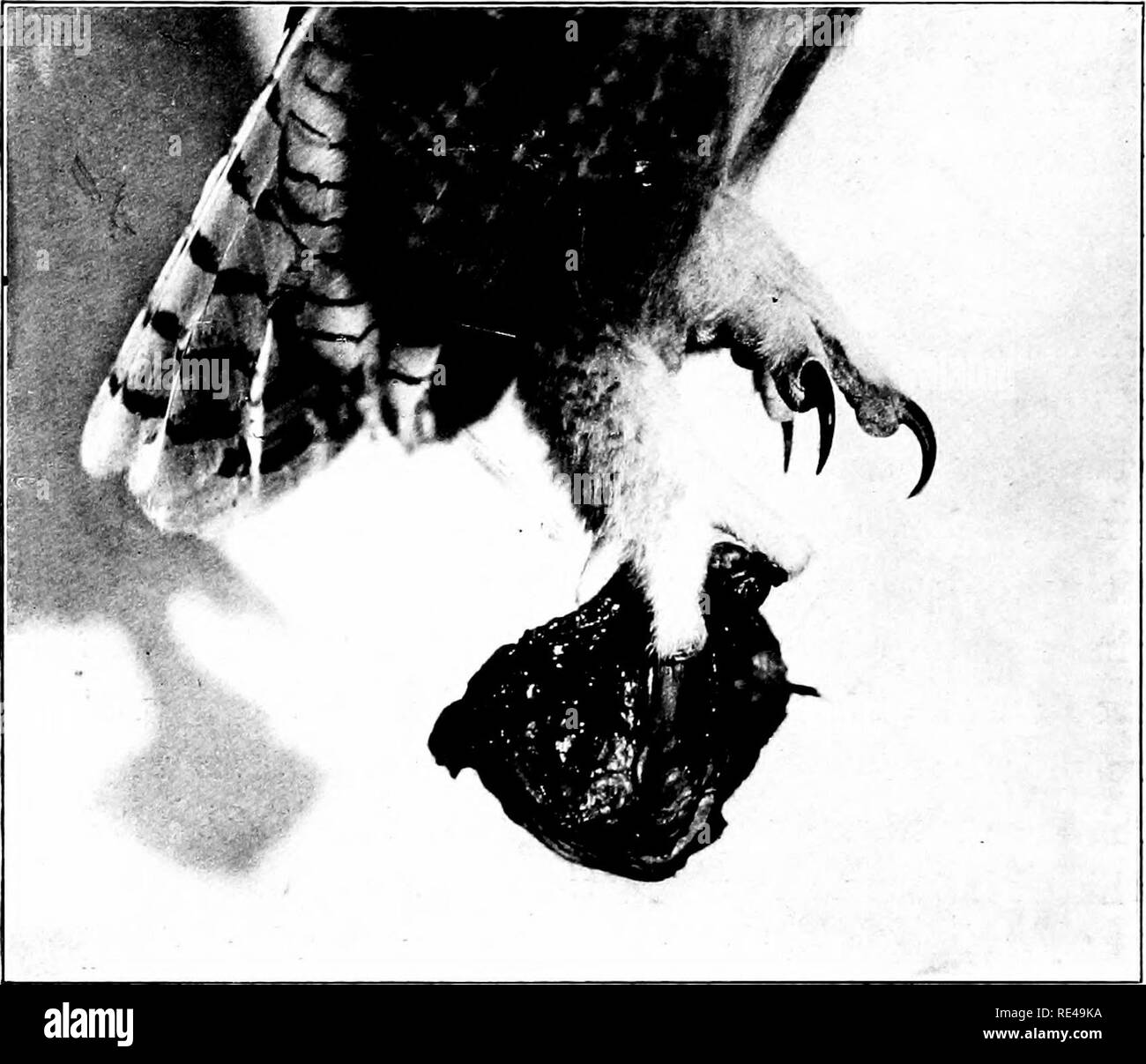 Osprey fish talons Black and White Stock Photos & Images - Alamy