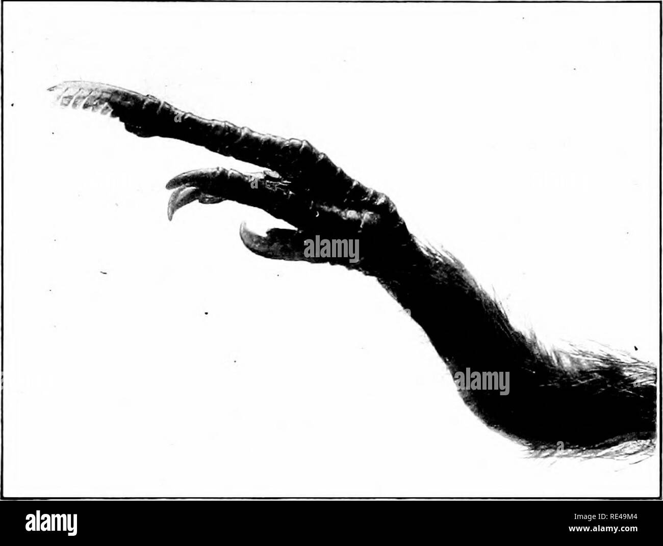 Birds cleaning their feet Black and White Stock Photos & Images - Alamy