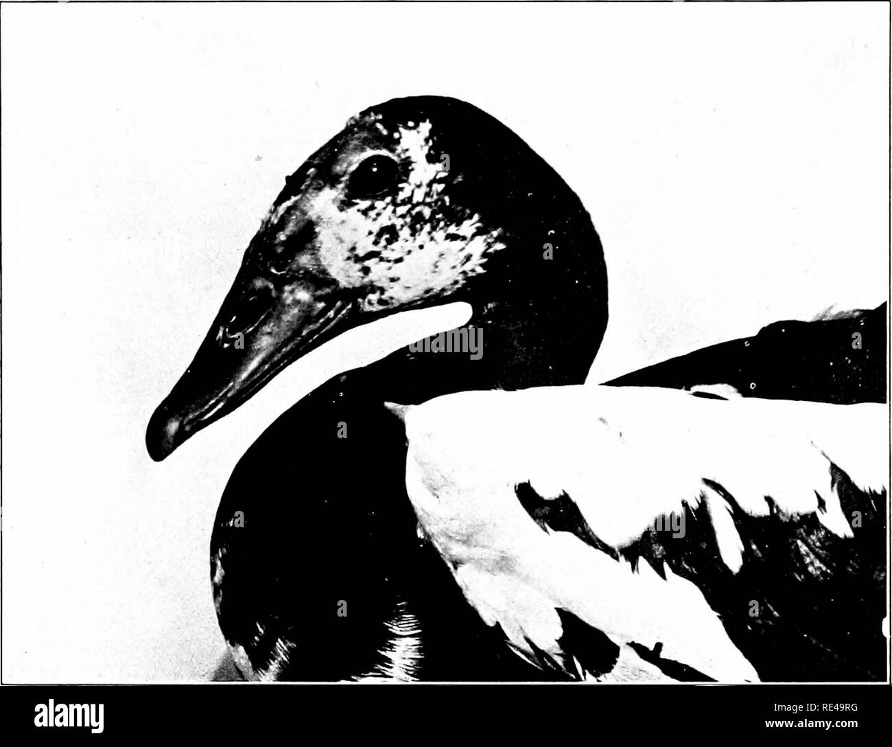 Wings of a goose Black and White Stock Photos & Images - Alamy