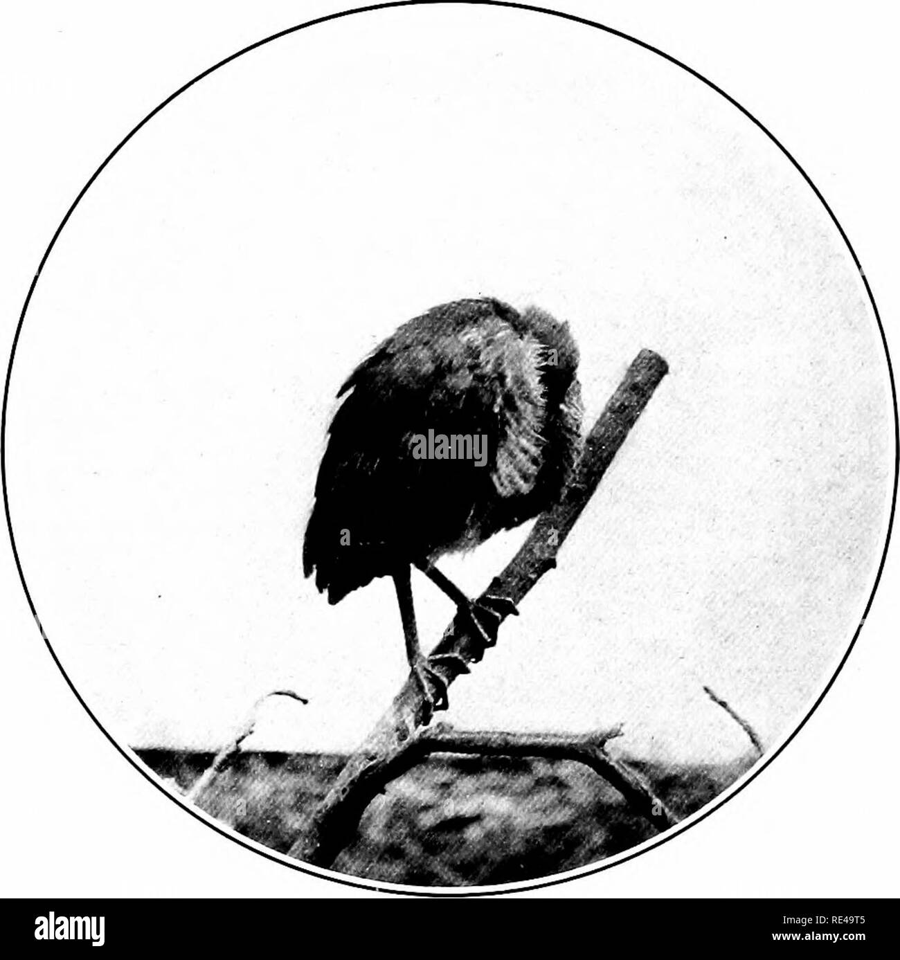 Bird sleeping behind its wing hi-res stock photography and images - Alamy