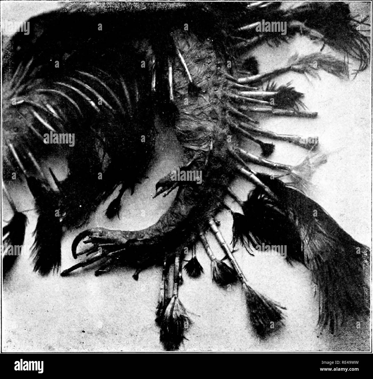 Birds without wings Black and White Stock Photos & Images - Alamy