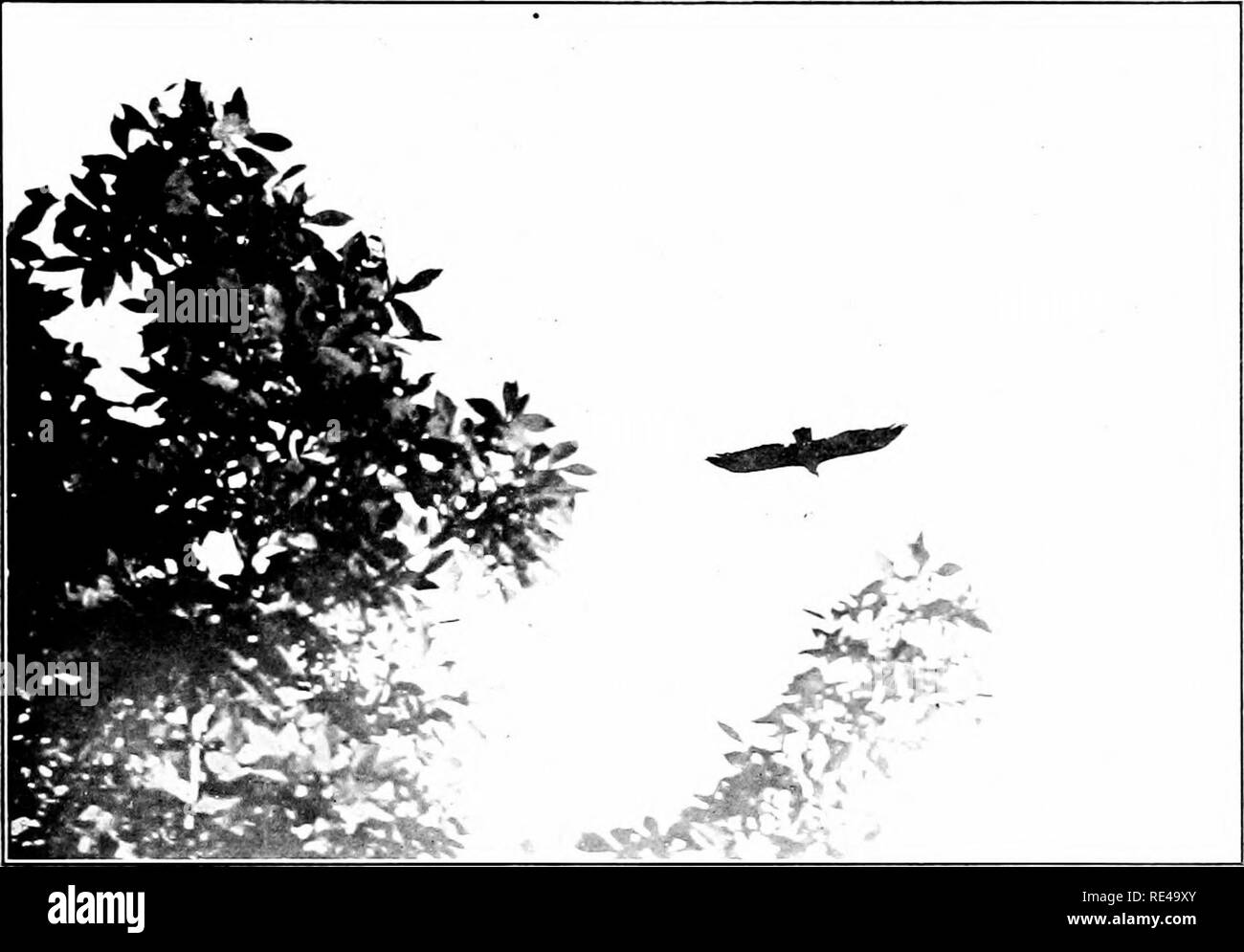 Inverted flight Black and White Stock Photos & Images - Alamy