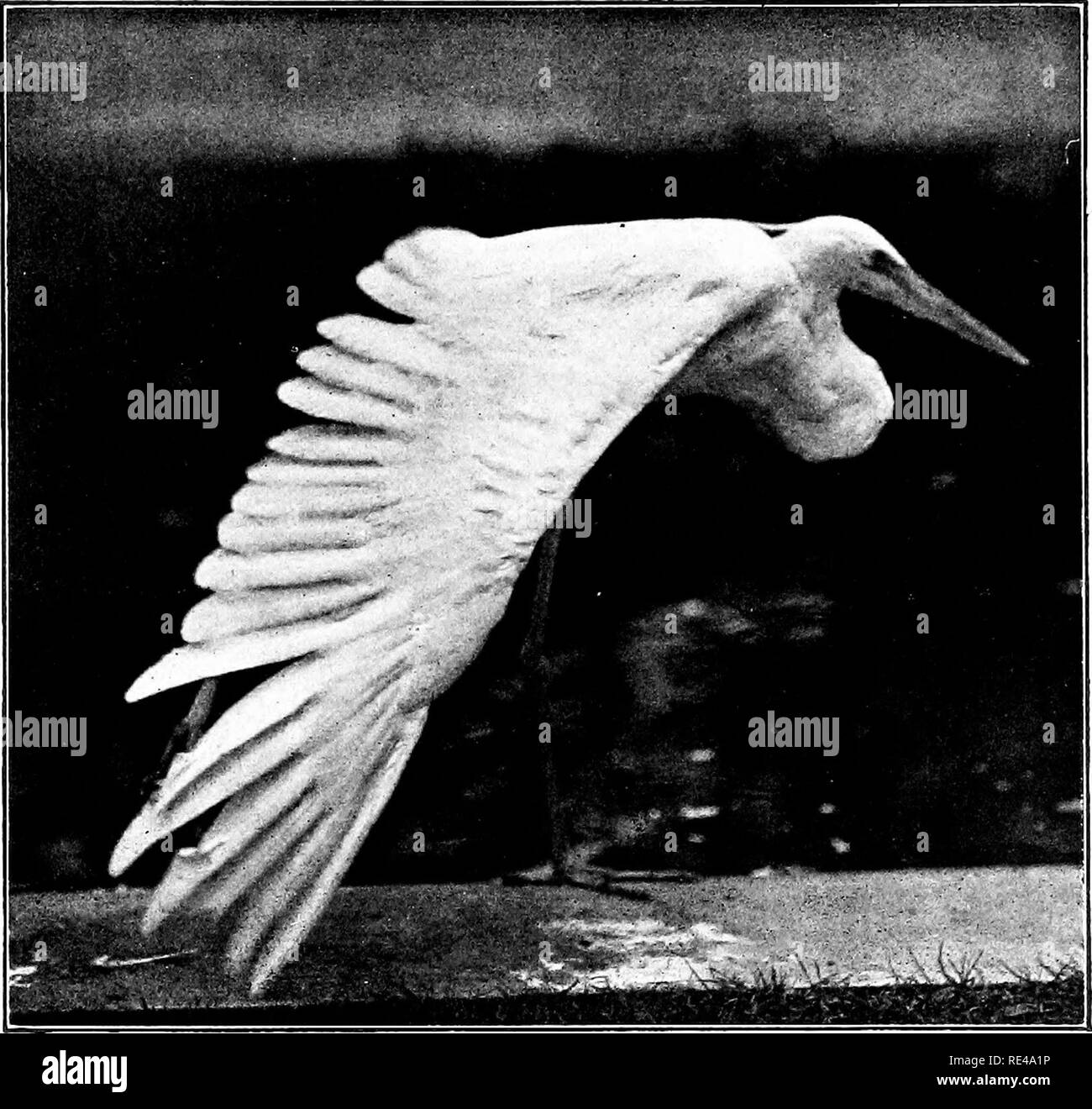 Stretching foot and wing Black and White Stock Photos & Images - Alamy