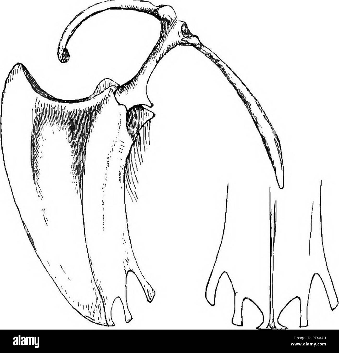 . The geographical distribution of the family Charadriidae, or, The ...