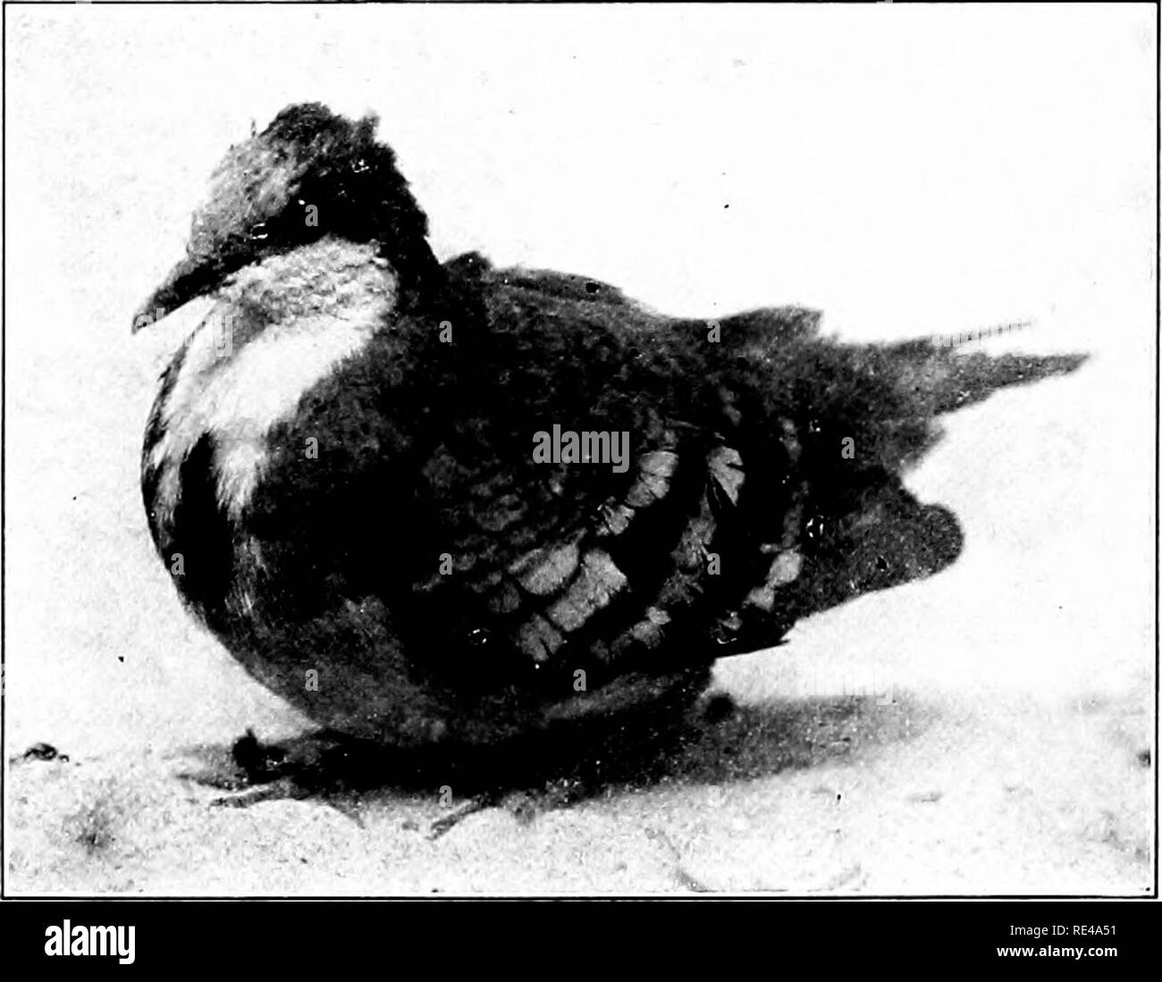 Bleeding heart pigeon Black and White Stock Photos & Images - Alamy
