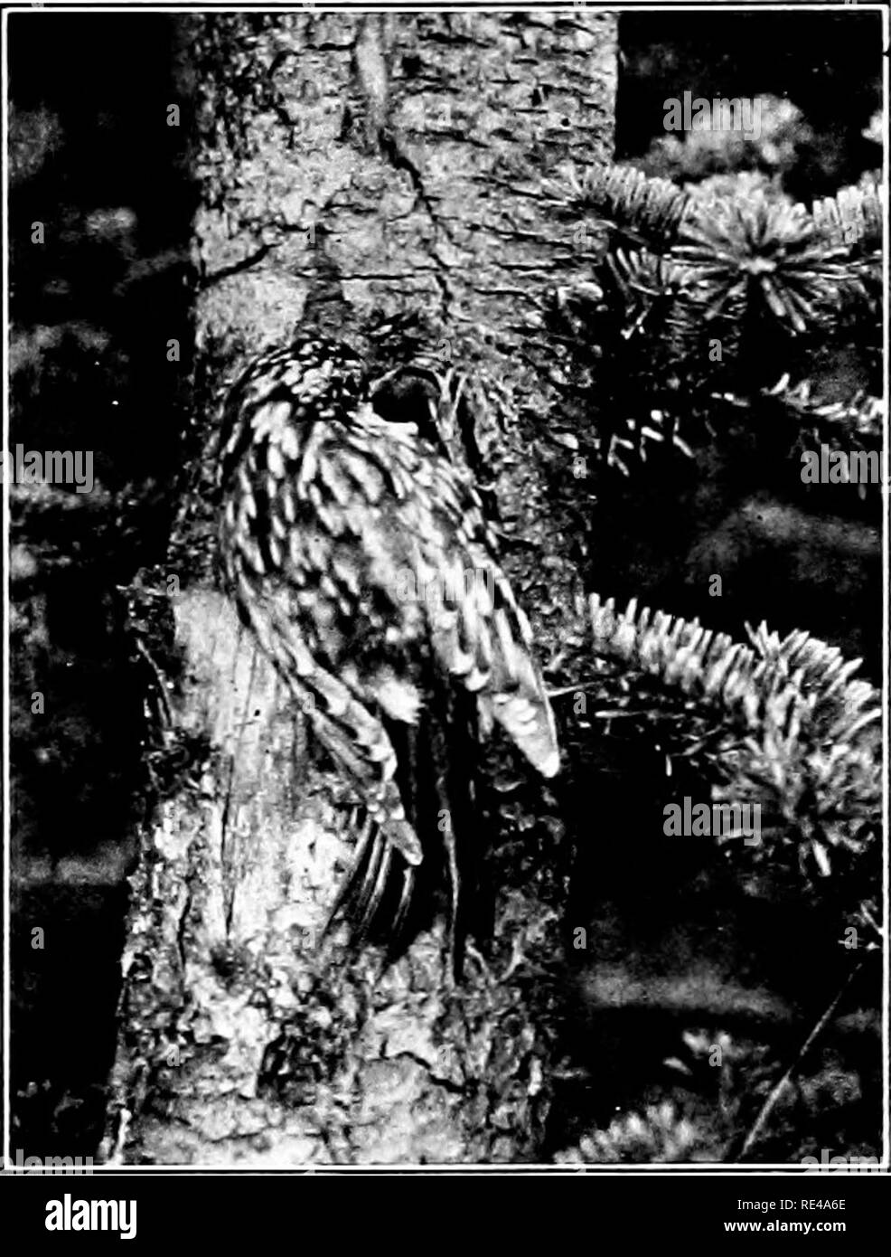 . The bird, its form and function. Birds. The Body of a Bird 3°3 ...