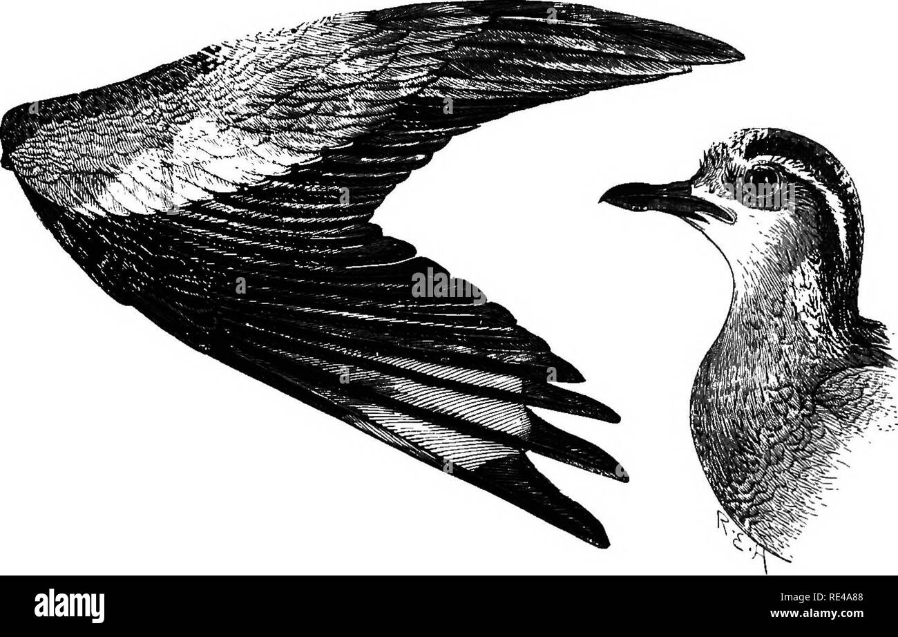 . The geographical distribution of the family Charadriidae, or, The ...