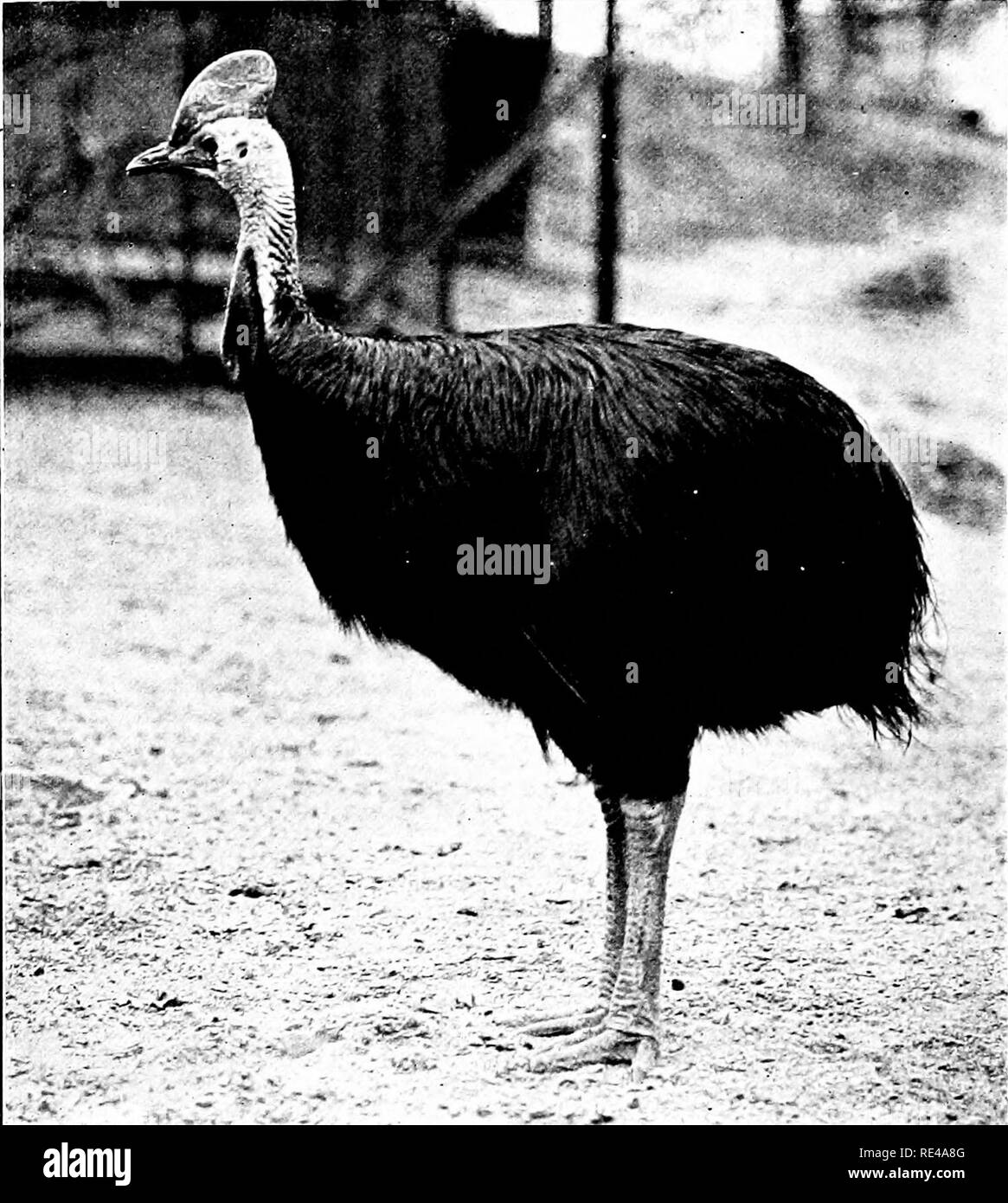 Rhea bird Black and White Stock Photos & Images - Alamy