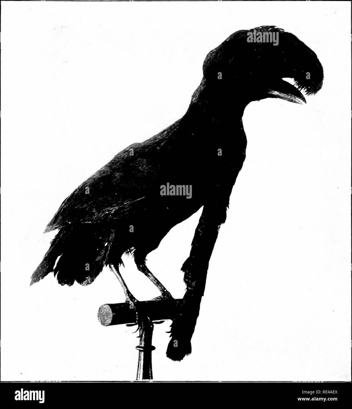 Streamer feathers Black and White Stock Photos & Images - Alamy