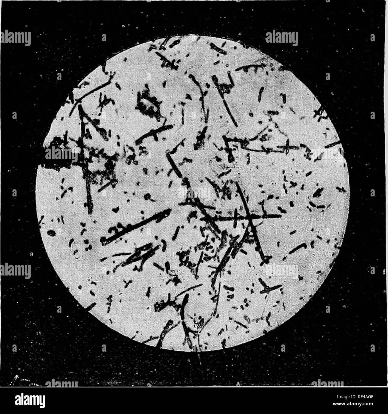 . Bacteria and their products. Bacteriology. 338 BACTERIA. a similar ...